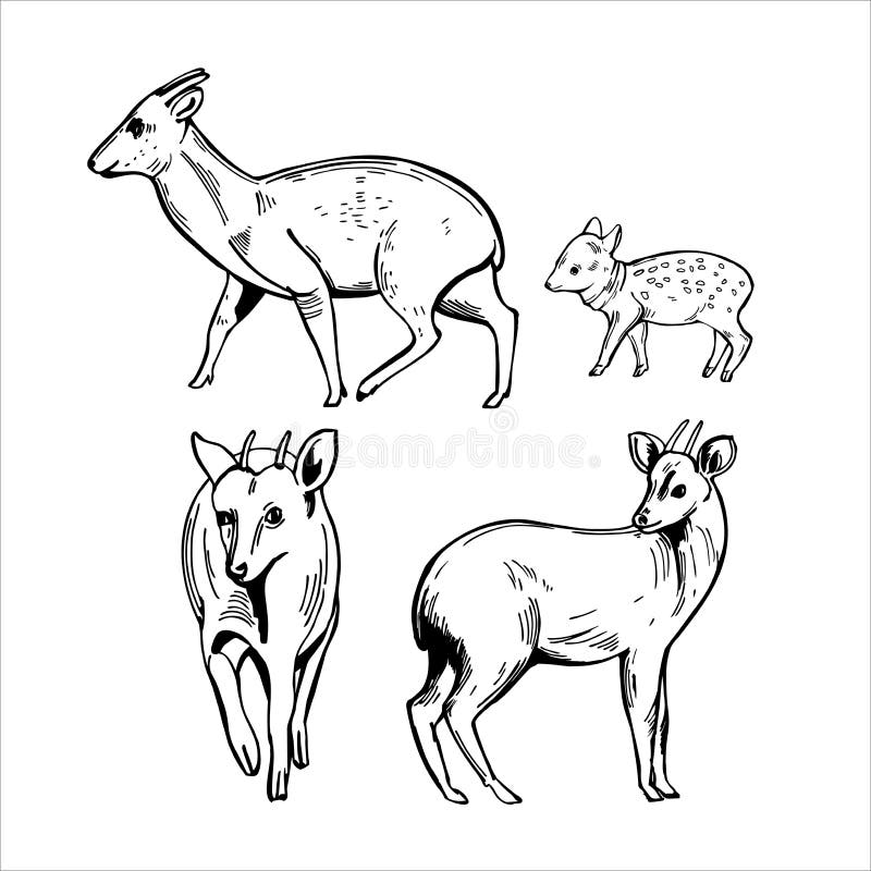Pudu. Sketch illustration stock vector. Illustration of head - 248575262
