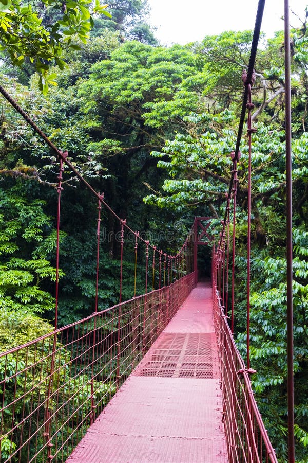 Puente Colgante, Reserva De Monteverde, Costa Rica Foto de archivo ...