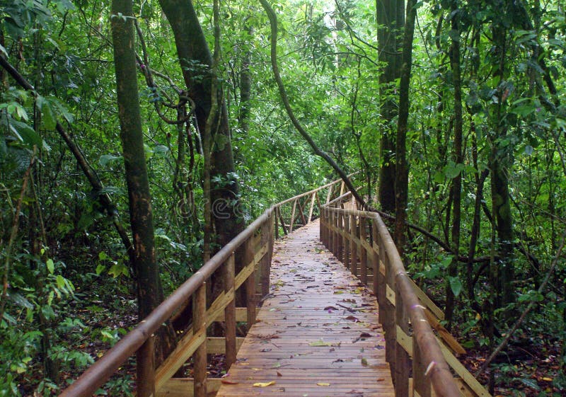 Puente De La Selva Tropical Imagen de archivo - Imagen de travieso ...