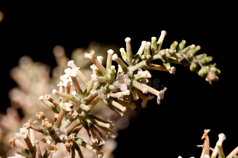 Pueraria mirifica stock image. Image of plant, botany - 12533807