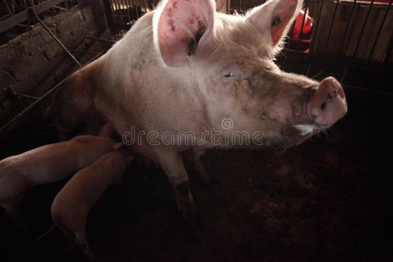 Puerca foto de archivo. Imagen de domesticado, estonio - 45650174