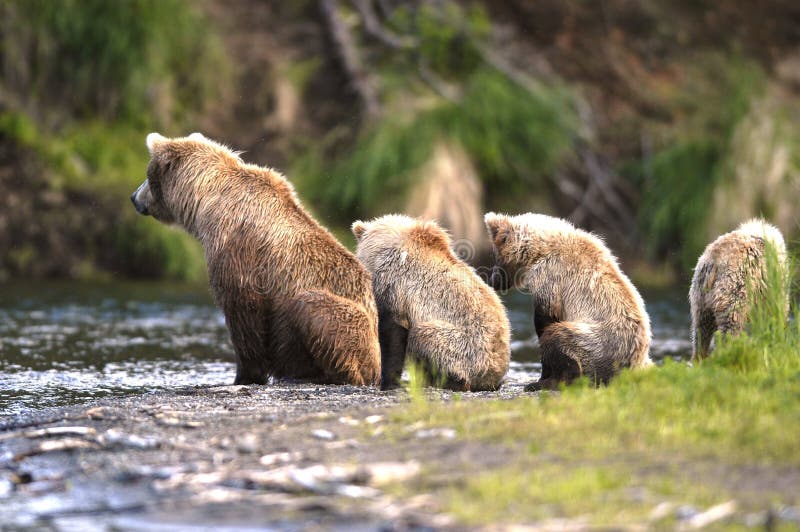 Puerca Del Oso De Brown Y Sus Cachorros Imagen de archivo - Imagen de ...
