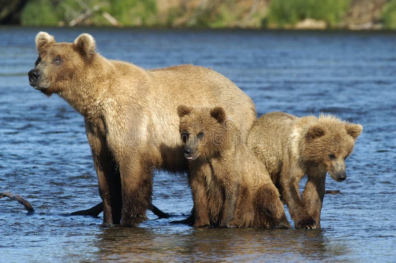 Puerca Del Oso De Brown Y Sus Dos Cachorros Imagen de archivo - Imagen ...
