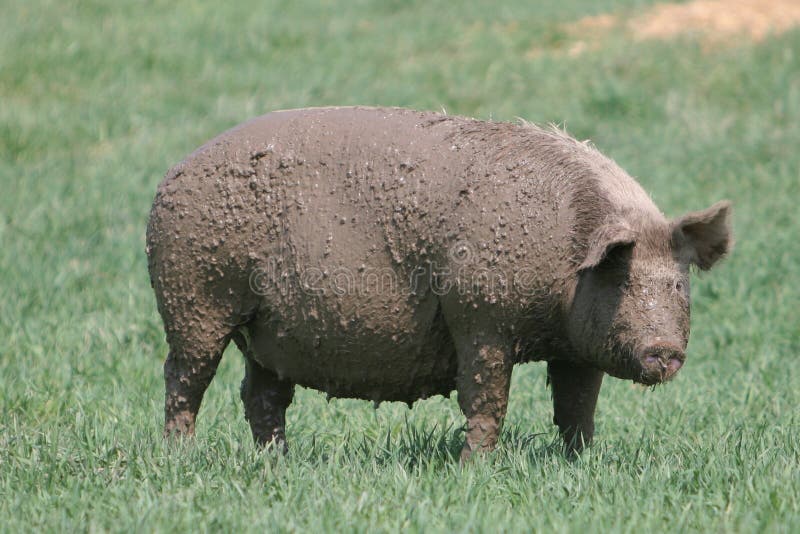 Puerca Fotos De Stock - Descarga 17,722 Fotos Libres de Derechos