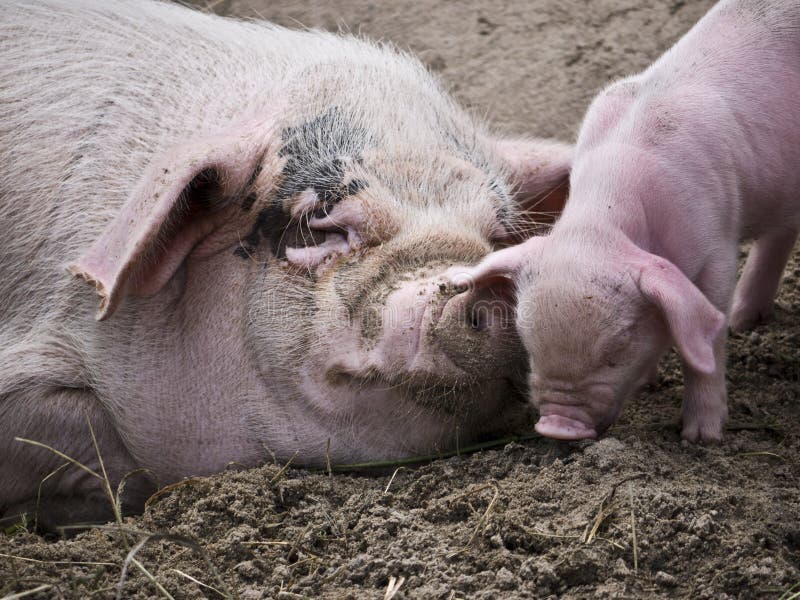 Puerca Fotos De Stock - Descarga 17,722 Fotos Libres de Derechos