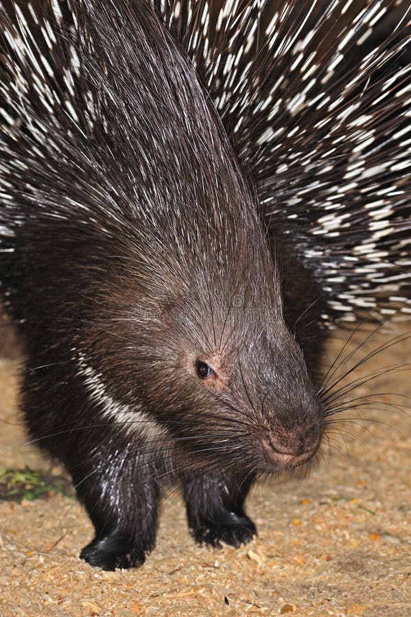 Puerco Espín Malayo Lindo, Puerco Espín Himalayan, Puerco Espín Grande ...