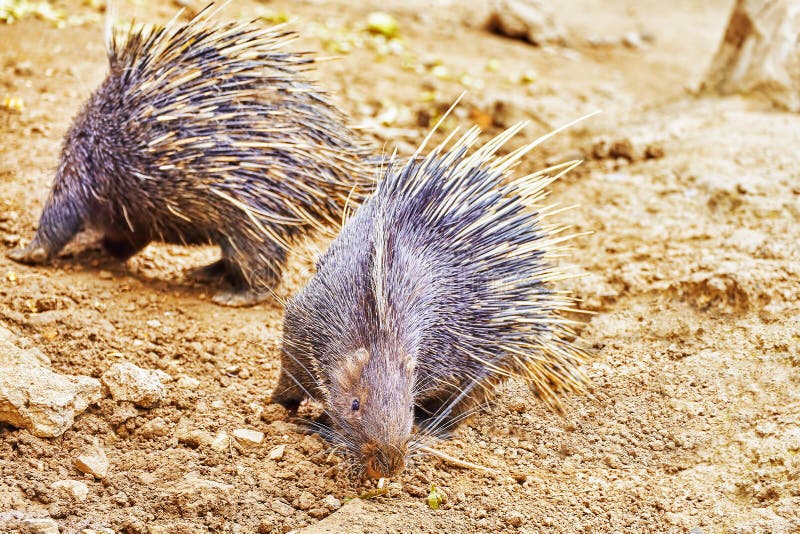 Puercos espines animales imagen de archivo. Imagen de travieso - 57392341