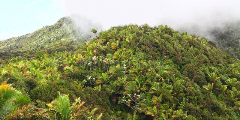 Landscape El Yunque National Rainforest Puerto Rico United States ...