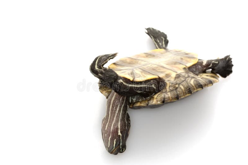 Puerto Rican Slider Stock Photos - Free & Royalty-Free Stock Photos ...