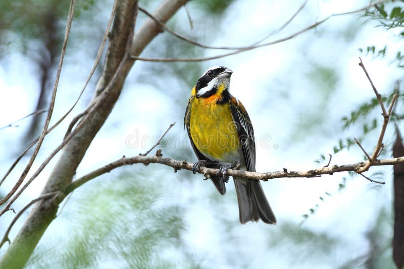 Puerto Rican Spindalis stock photo. Image of spindalis - 22885798