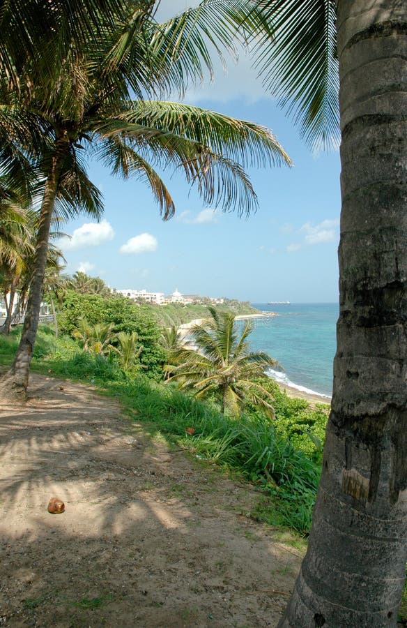 Puerto Rico Coastline stock image. Image of coast, tree - 5441685