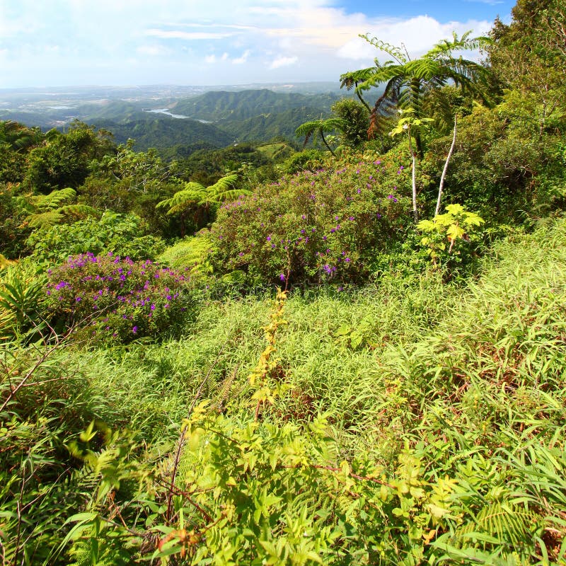 Puerto Rico Forest stock image. Image of natural, rainforest - 19580199