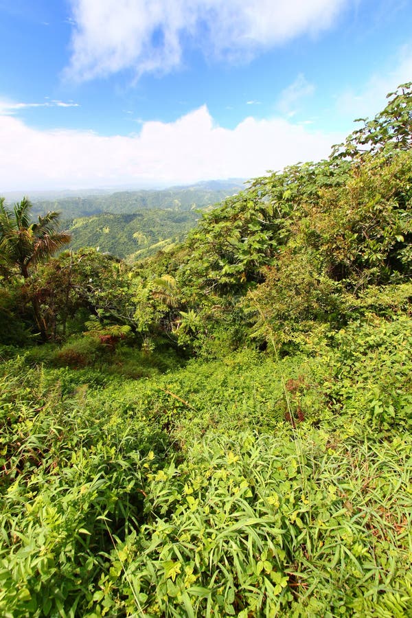 Puerto Rico Forest stock photo. Image of outdoors, biology - 19865256