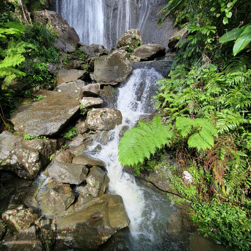 Puerto Rico Natural Rainforest Waterfall Stock Photo - Image of ...