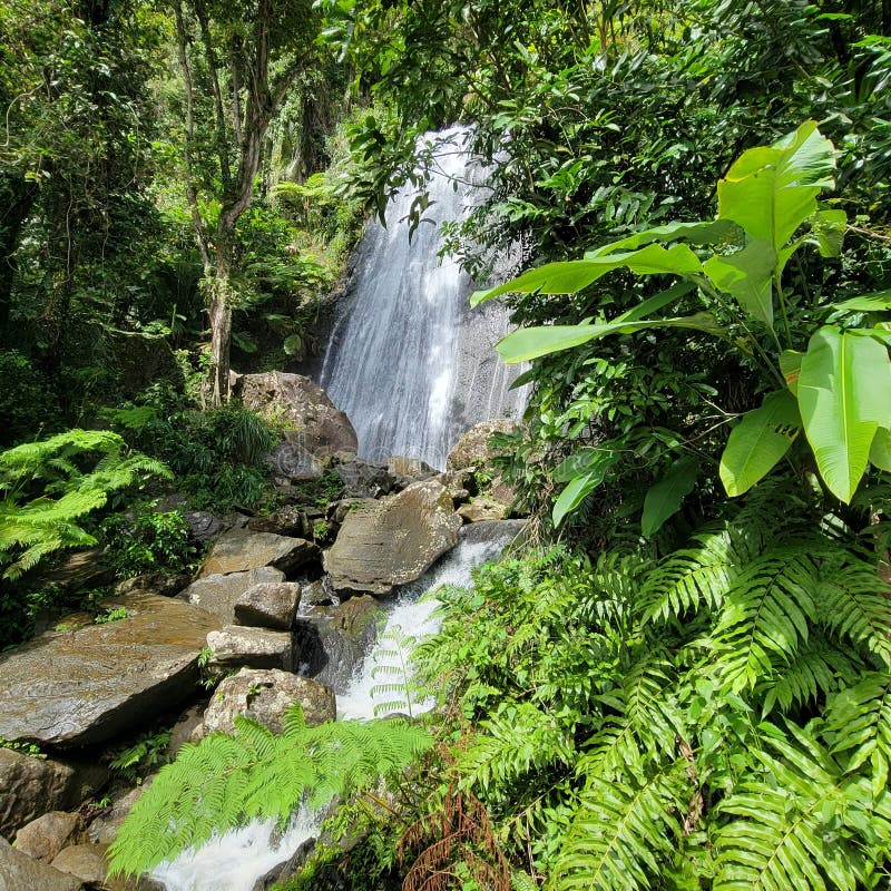 Puerto Rico Natural Rainforest Waterfall Stock Photo - Image of tourism ...