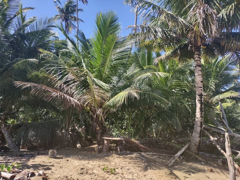Playa Espinar Aguada Puerto Rico Jungle Stock Image - Image of coast ...