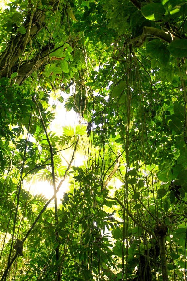 Puerto Rico Rainforest stock photo. Image of ecology - 84113948