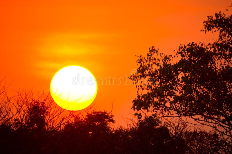 Puesta Del Sol De La Selva. Imagen de archivo - Imagen de sunset ...