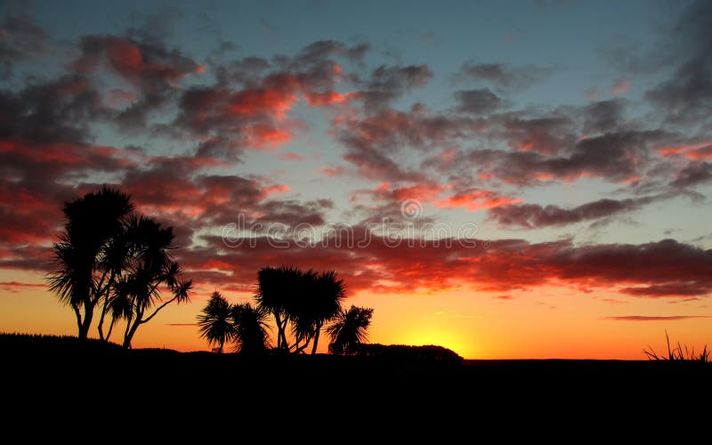 Puesta Del Sol Del árbol De Col Imagen de archivo - Imagen de nubes ...