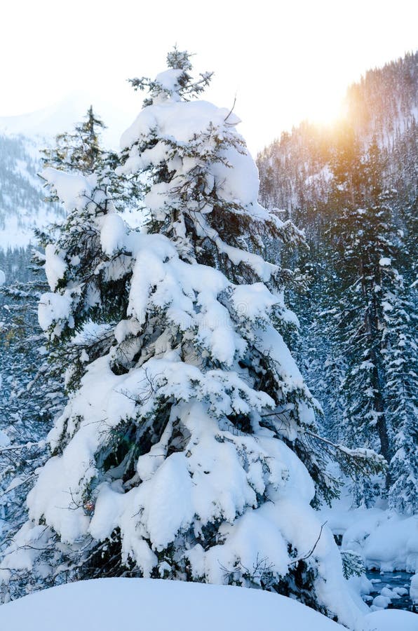 Taiga del invierno imagen de archivo. Imagen de helada - 34961123