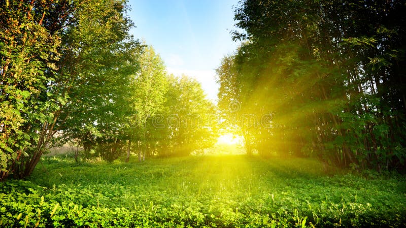 Puesta del sol en parque imagen de archivo. Imagen de alza - 10661257