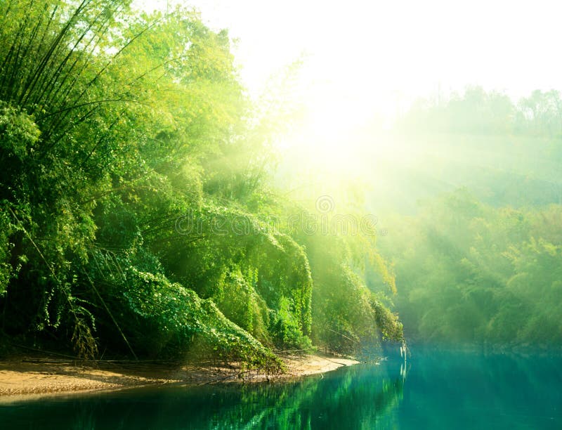 Puesta del sol en selva imagen de archivo. Imagen de velocidad - 8426675