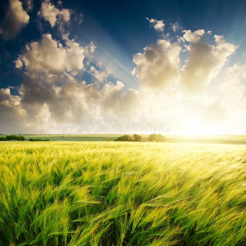 Puesta Del Sol Sobre Campo Verde Imagen de archivo - Imagen de cereal ...