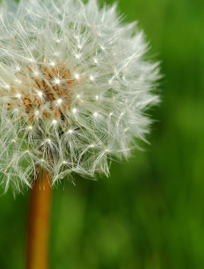 Puff stock photo. Image of white, close, seeds, macro, field - 547482