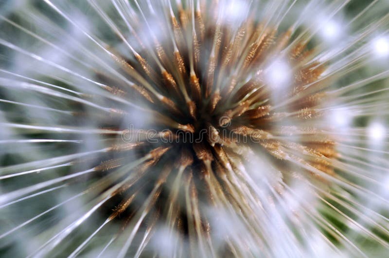 Puff Picture. Image: 551269