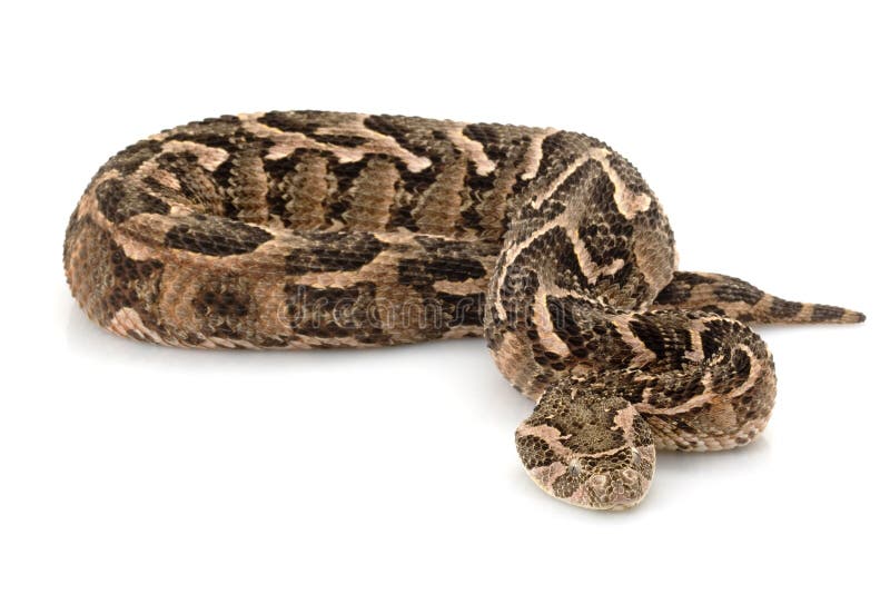 Puff adder stock image. Image of herpetology, snake, copy - 11444505