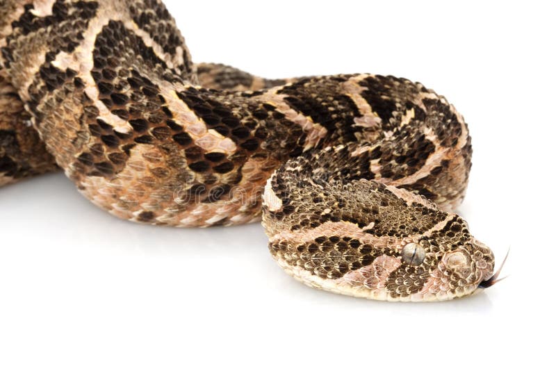 308 Puff Adder Stock Photos - Free & Royalty-Free Stock Photos from ...
