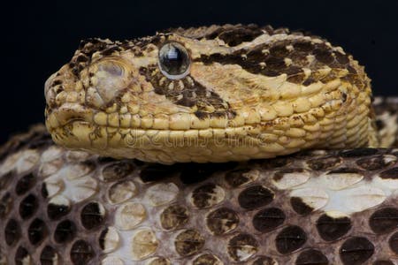 Puff adder stock image. Image of fangs, venomous, dangerous - 19351333