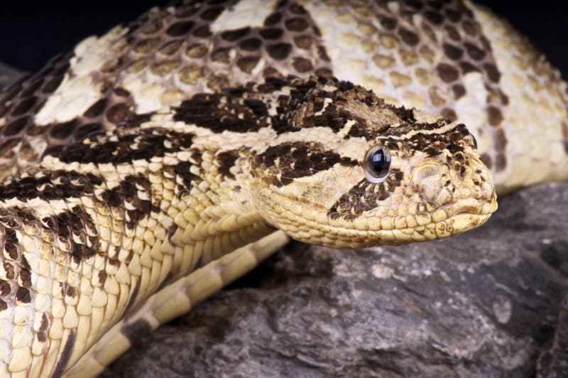 Puff adder stock image. Image of fangs, venomous, dangerous - 19351333