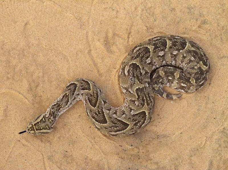 Puff adder stock image. Image of fangs, venomous, dangerous - 19351333