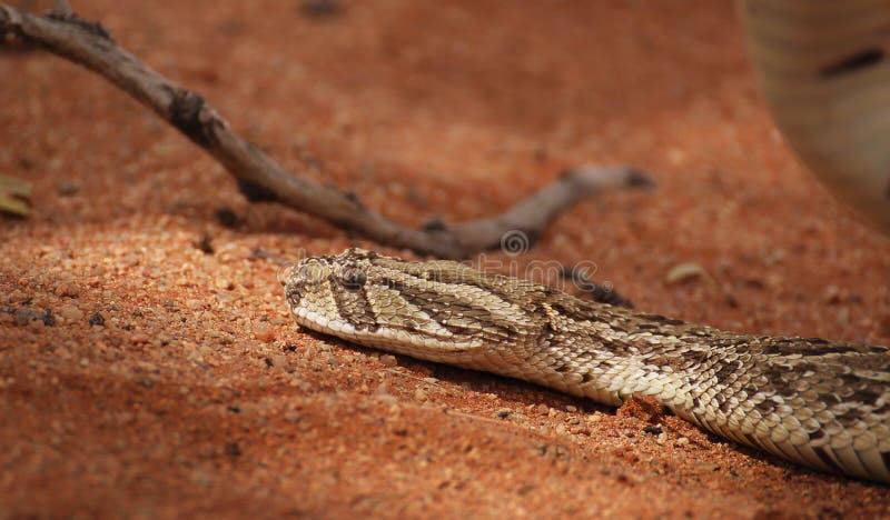 Puff adder stock image. Image of dangerous, namib, sand - 112656727