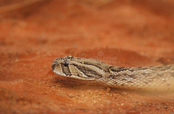 Puff adder stock photo. Image of sand, desert, africa - 112656730