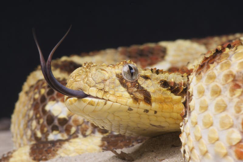 Puff Adder / Bitis Arietans Stock Photo - Image of reptile, animal ...
