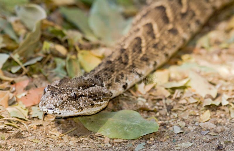 Puff Adder (Bitis Arietans) Slithering Stock Image - Image of fruit ...