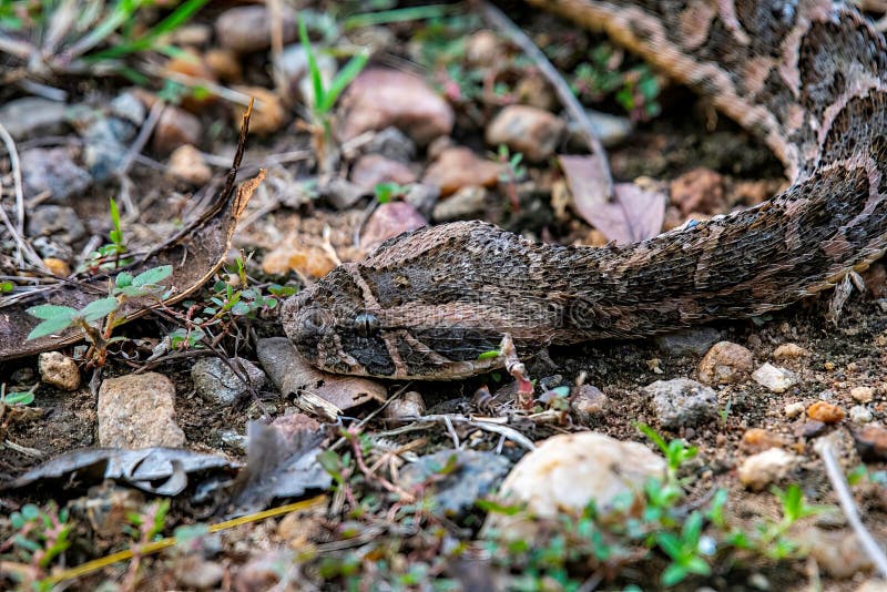 Puff Adder on Grass Ground Close Up Stock Photo - Image of predator ...