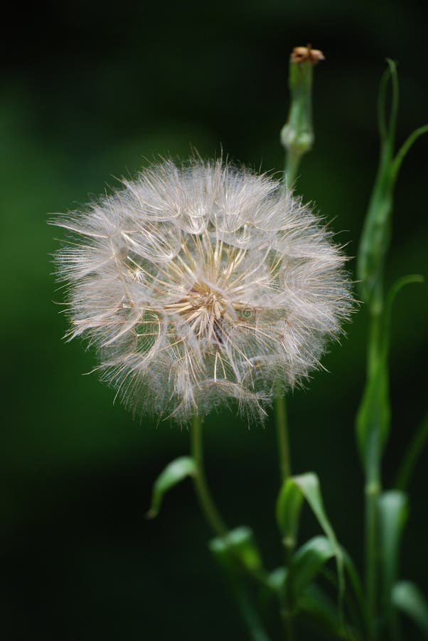 Puff Ball Dandelion stock image. Image of puff, wildflowers - 57045181