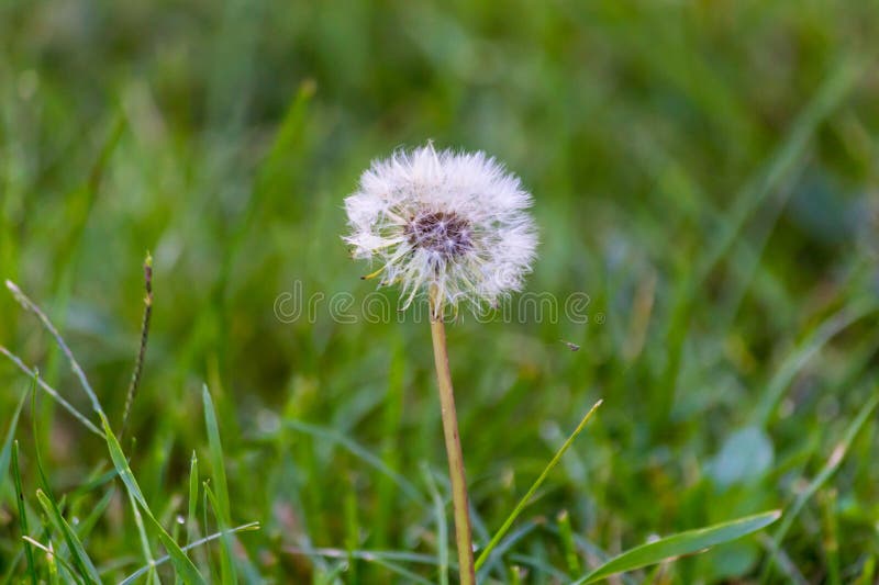 Dandelion in sunlight stock image. Image of wildflower - 279350317