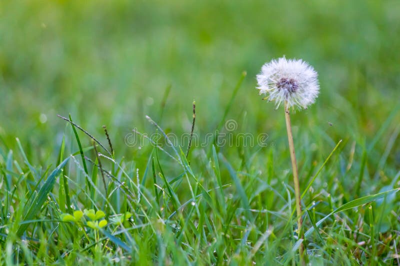 Dandelion in sunlight stock photo. Image of plant, prairie - 279351632