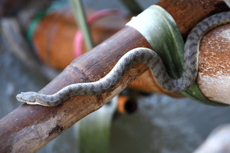 Puff-faced Water Snake stock photo. Image of aquatic - 32449150