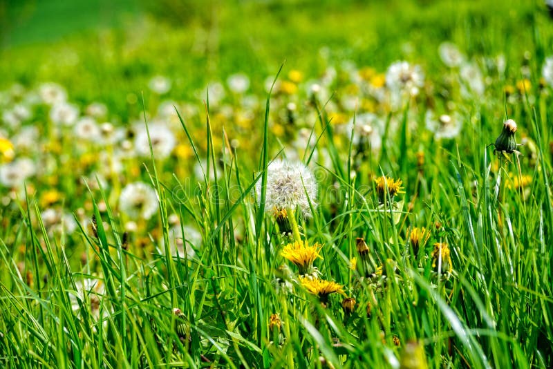 Puff flowers on the meadow stock photo. Image of curl - 92450182