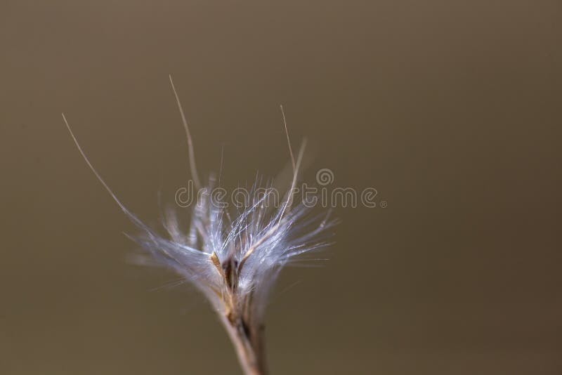 Puff 6 stock photo. Image of close, seed, brown, white - 81628898