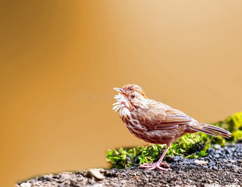 Puff Throated Babbler Bird in Forest Stock Photo - Image of finch ...