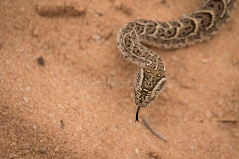 Puffadder Snake stock photo. Image of hidden, serpent - 36563158