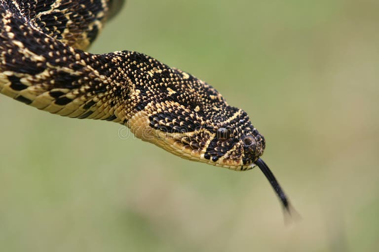 Puffadder Snake Stock Photos - Free & Royalty-Free Stock Photos from ...