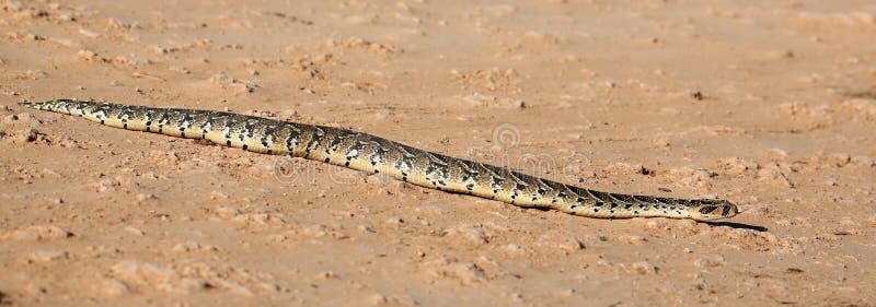 Puffader Snake Reptile stock image. Image of predator - 39552249
