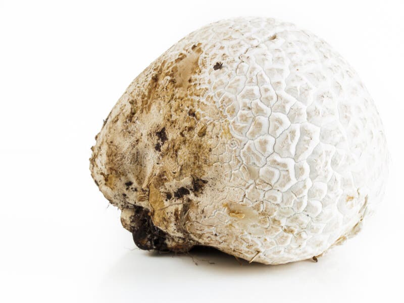 Puffball stock image. Image of fungus, booniana, gasteromycetidae ...